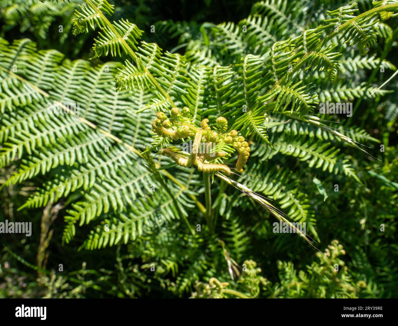 Beautiful fern hi-res stock photography and images - Alamy
