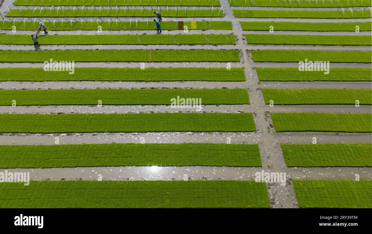 Farmers work in rice seedbeds in North China Stock Photo - Alamy