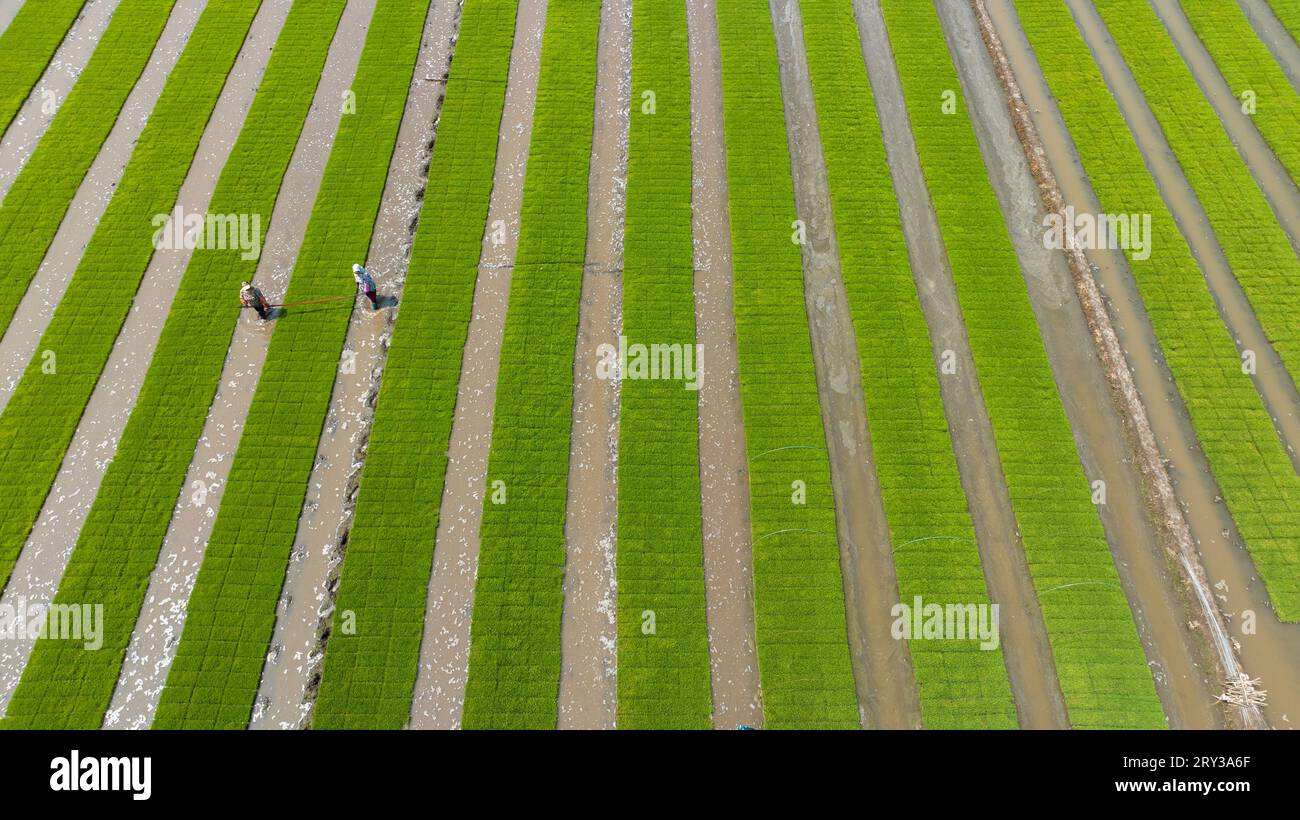 Seedbeds hi-res stock photography and images - Alamy