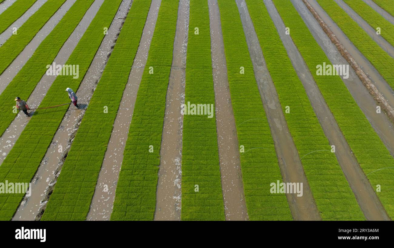 Seedbeds hi-res stock photography and images - Alamy