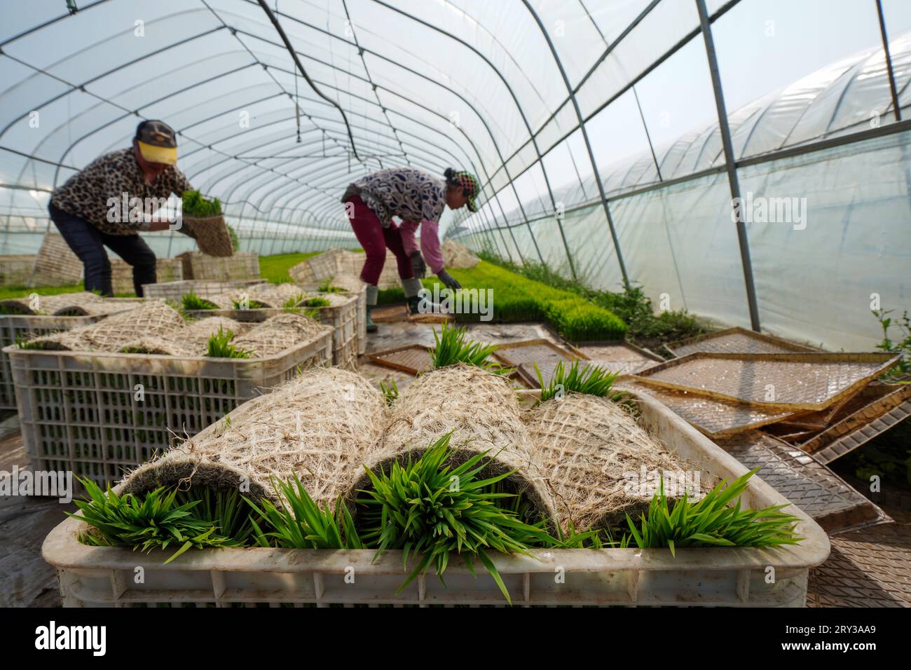 Transplanting of rice seedling hi-res stock photography and images - Alamy