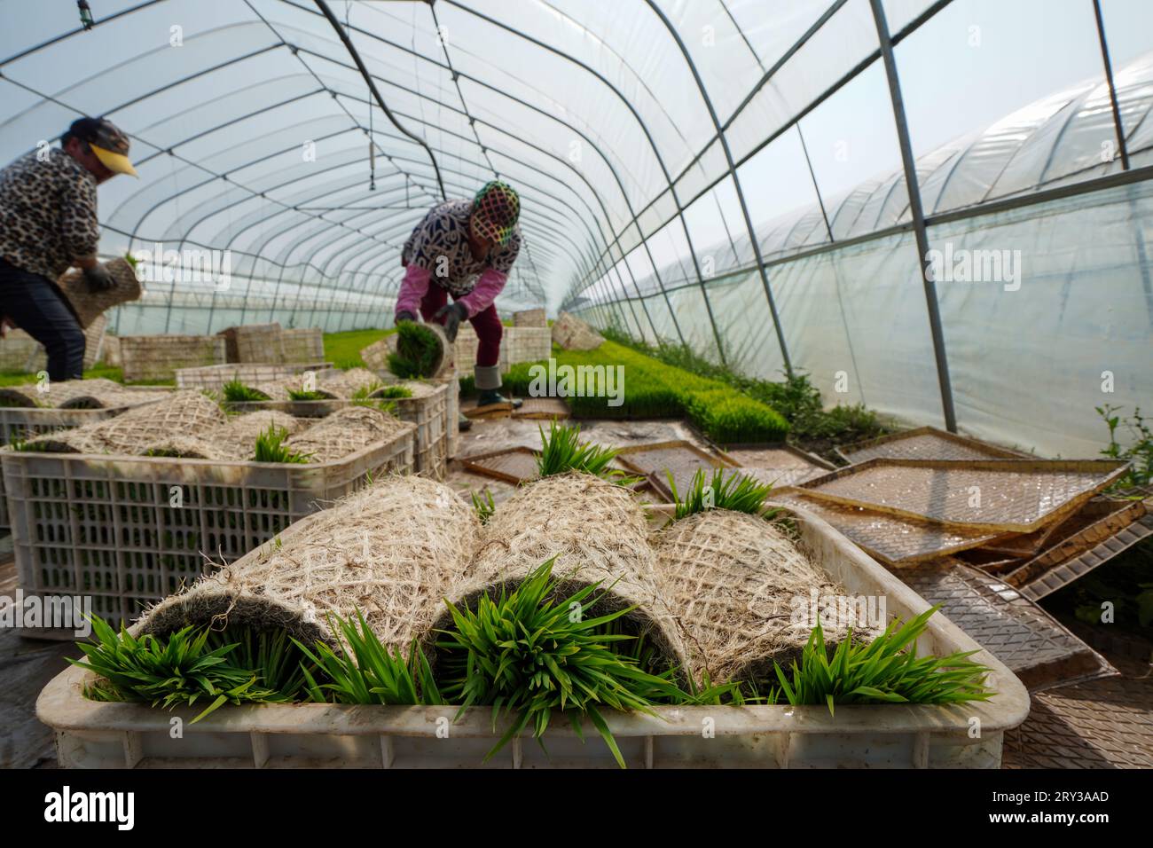 Transplanting of rice seedling hi-res stock photography and images - Alamy