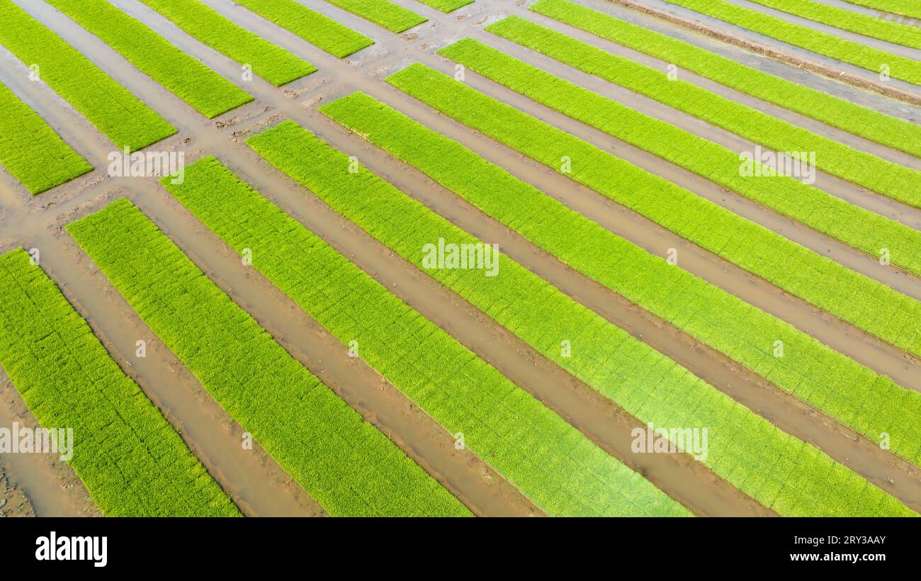 A close-up photo of a rice seedbed at a seedling base Stock Photo - Alamy