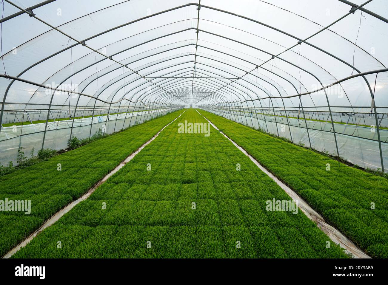 Rice seedbed hi-res stock photography and images - Alamy