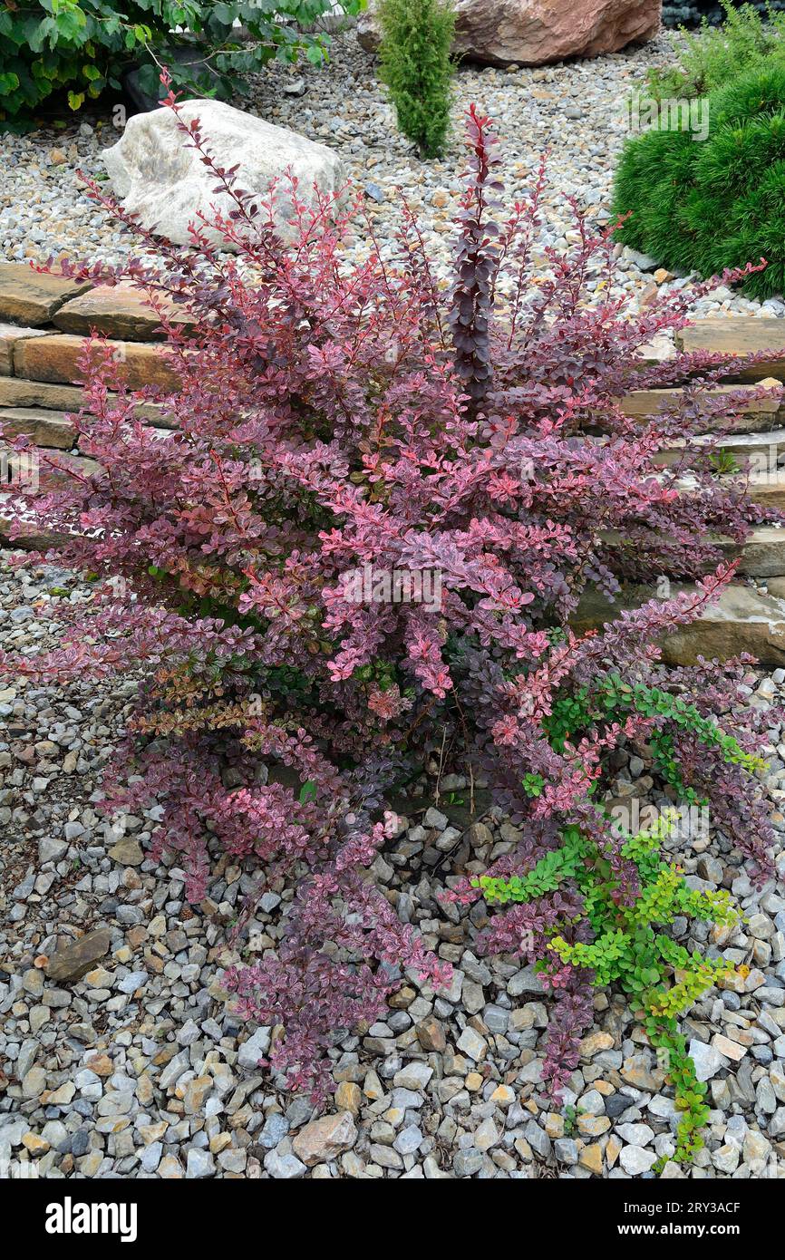 Berberis thunbergii variety Harlequin in garden. Ornamental shrub with ...