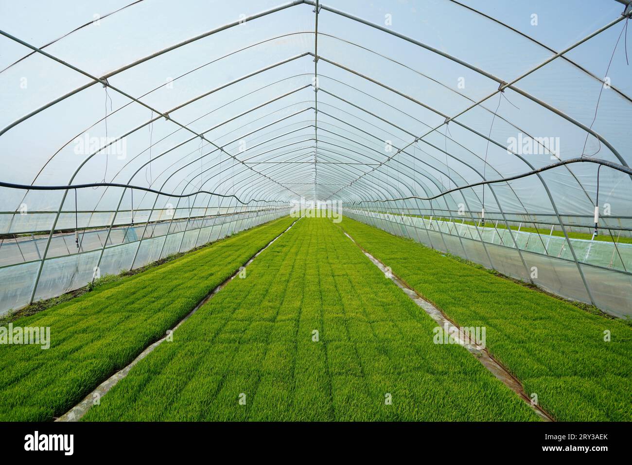 Rice seedbed hi-res stock photography and images - Alamy