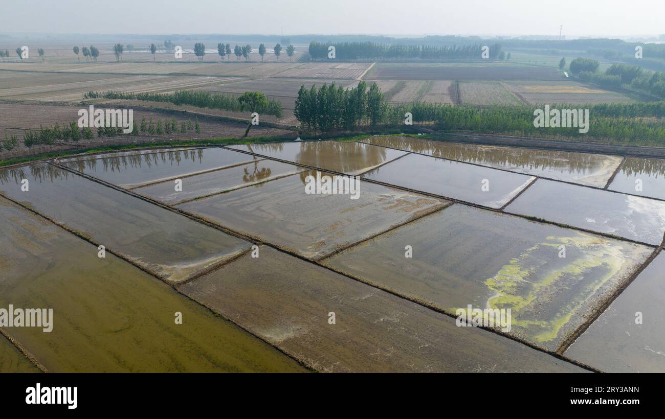 Scenery of paddy fields in North China Plain, aerial photos Stock Photo ...