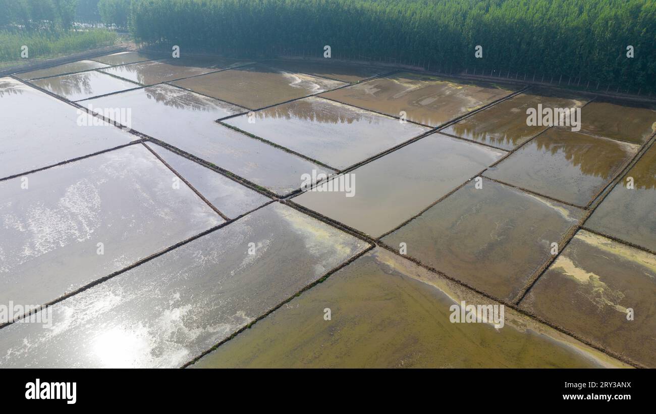 Scenery of paddy fields in North China Plain, aerial photos Stock Photo ...