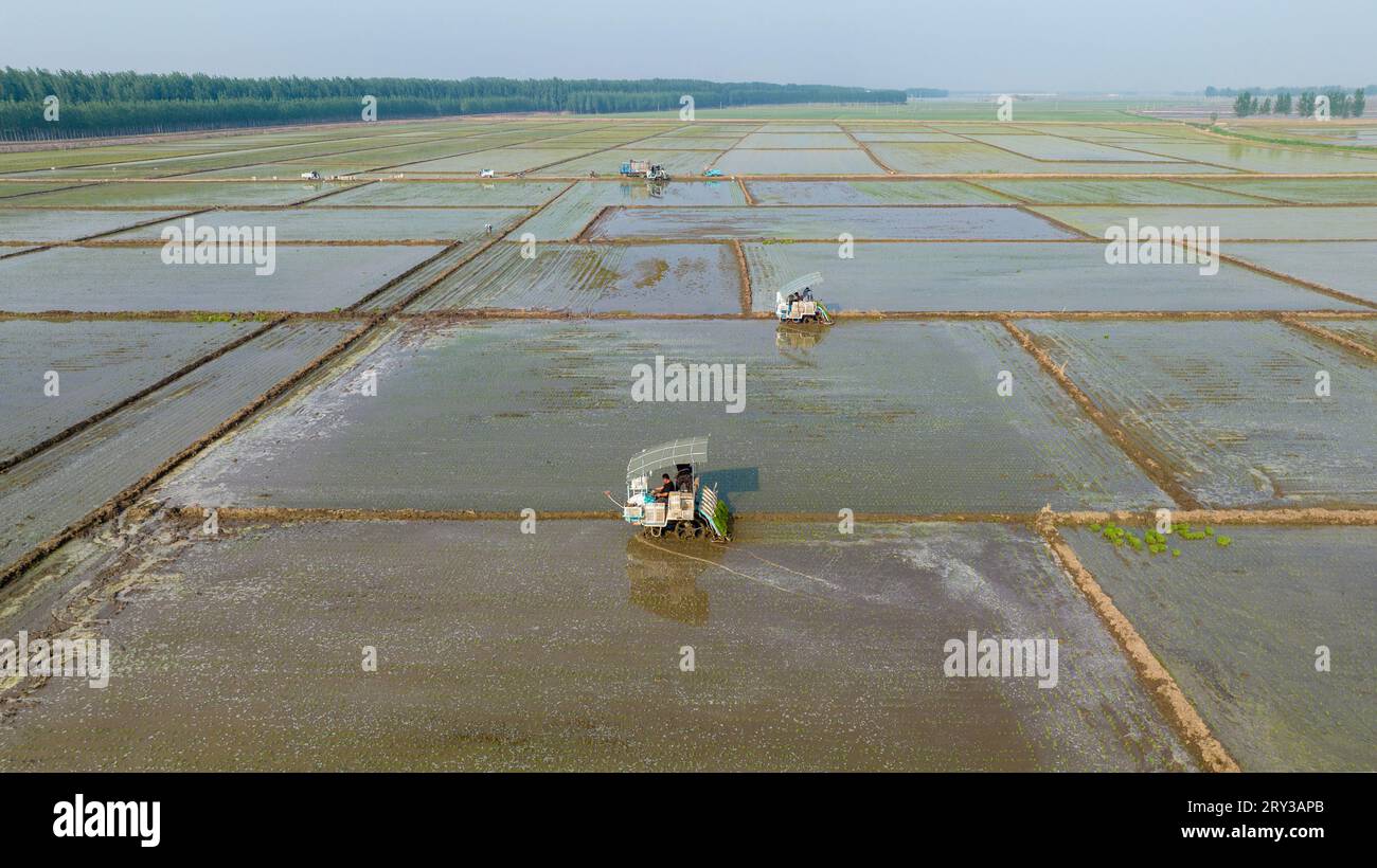 Farmers use agricultural machinery for rice transplanting operations in ...