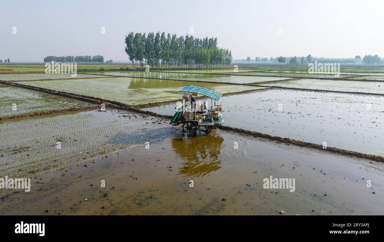 Farmers use agricultural machinery for rice transplanting operations in ...