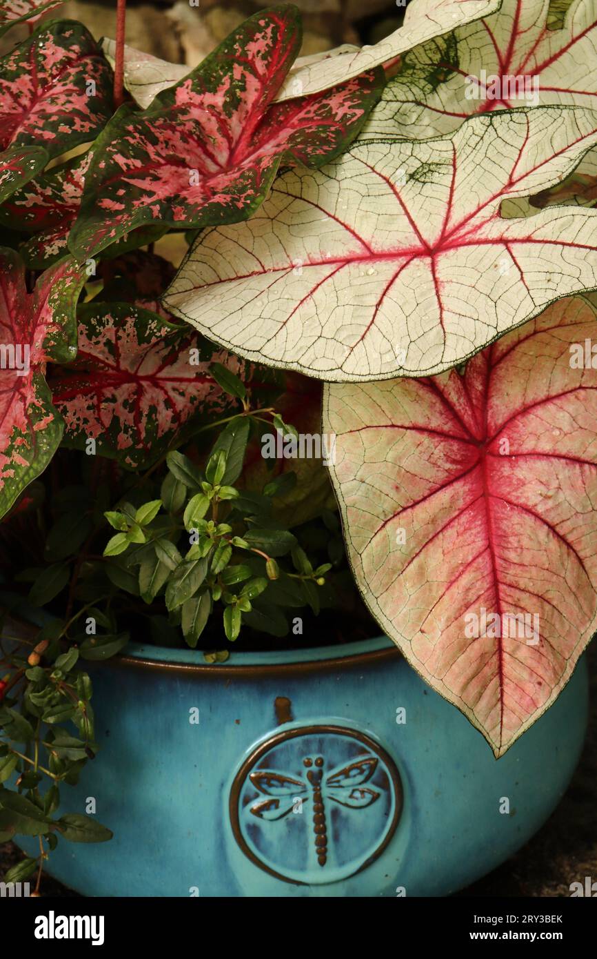 Caladium plant in pot hi-res stock photography and images - Alamy