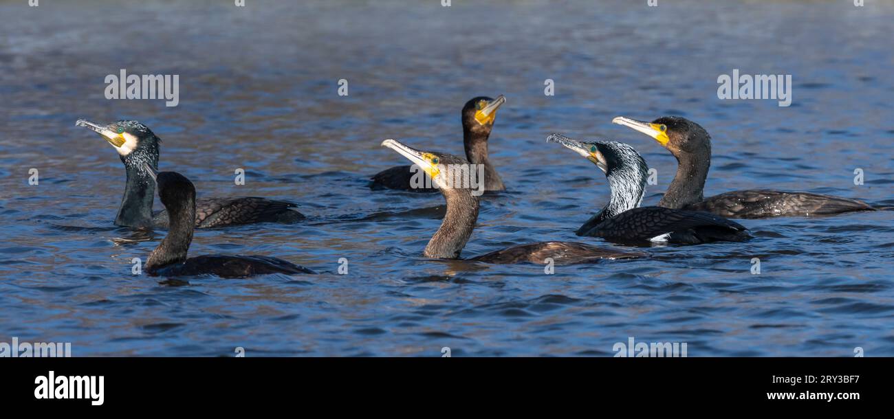 Six common cormorants swinning in the Long Water at Home Park, London ...