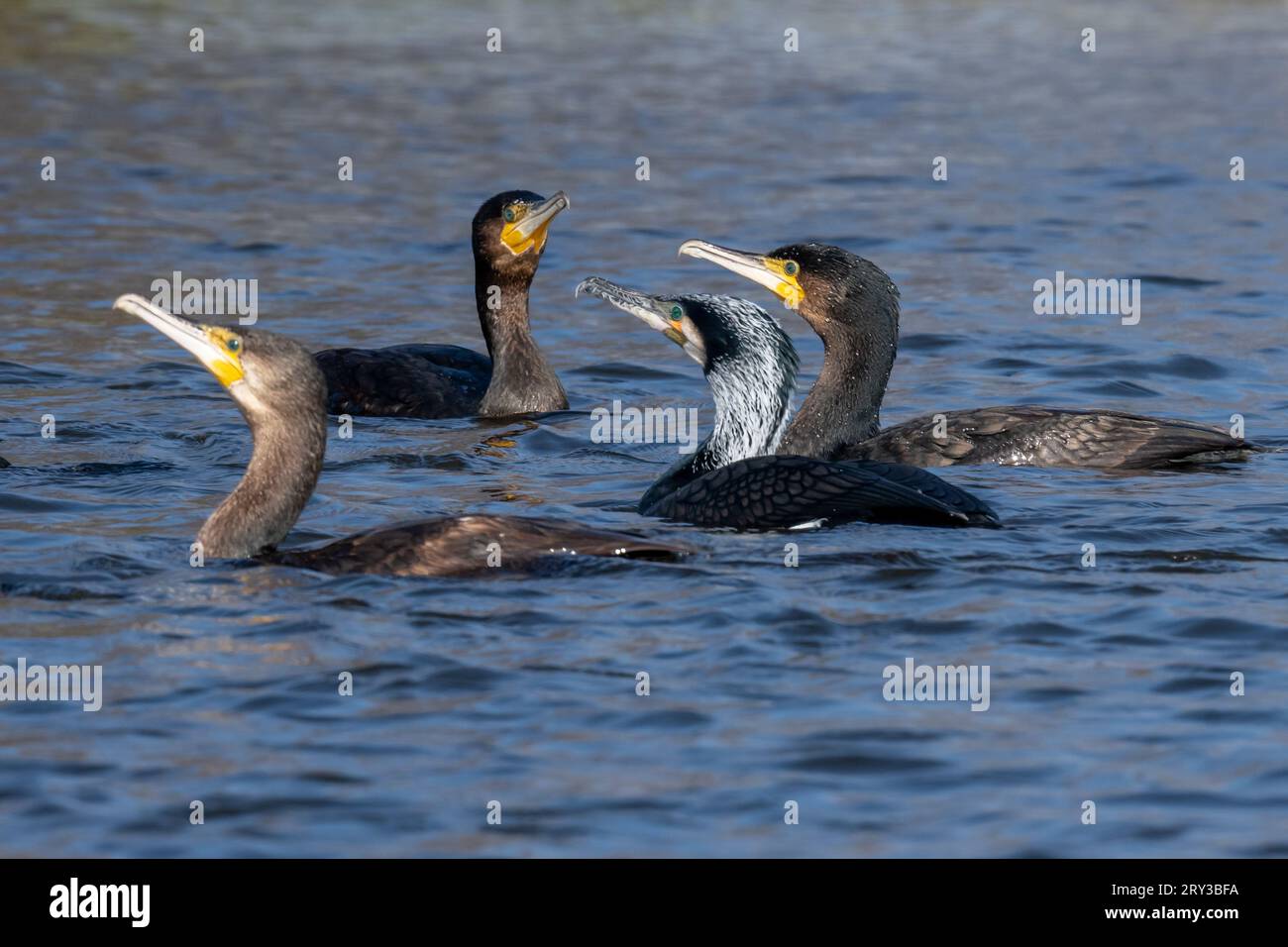 Four common cormorants swinning in the Long Water at Home Park, London ...