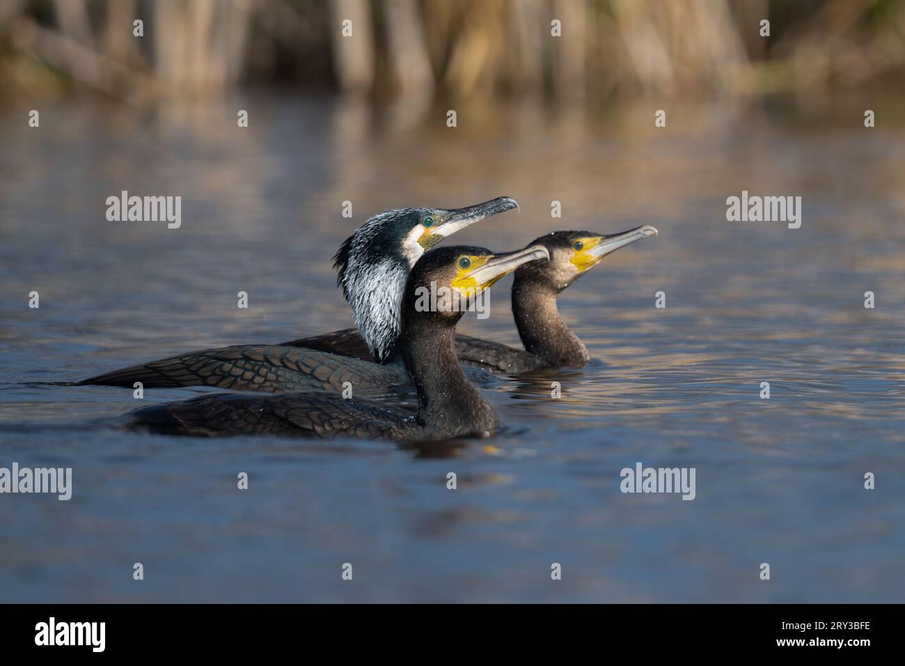 Three common cormorants swinning in the Long Water at Home Park, London ...