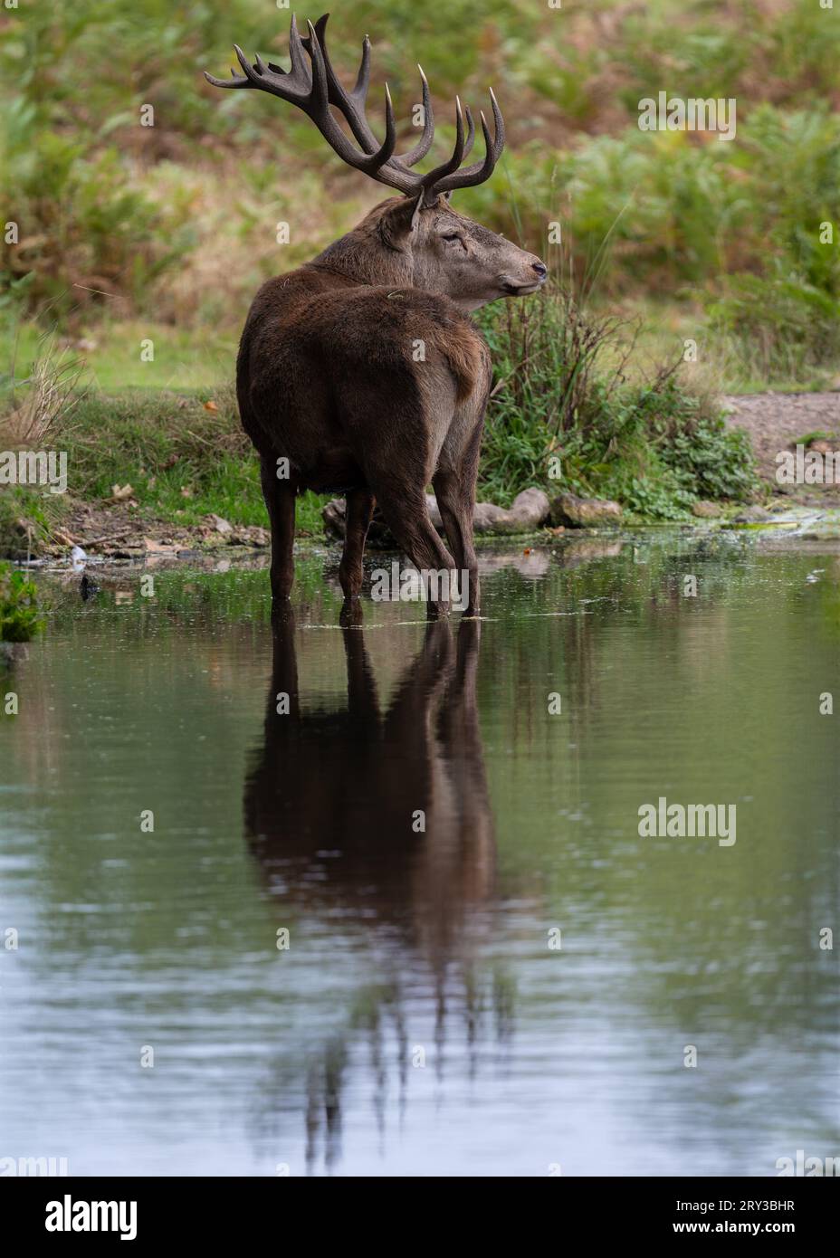 Reflection of a large red stag in a stream during the autumn rutting ...