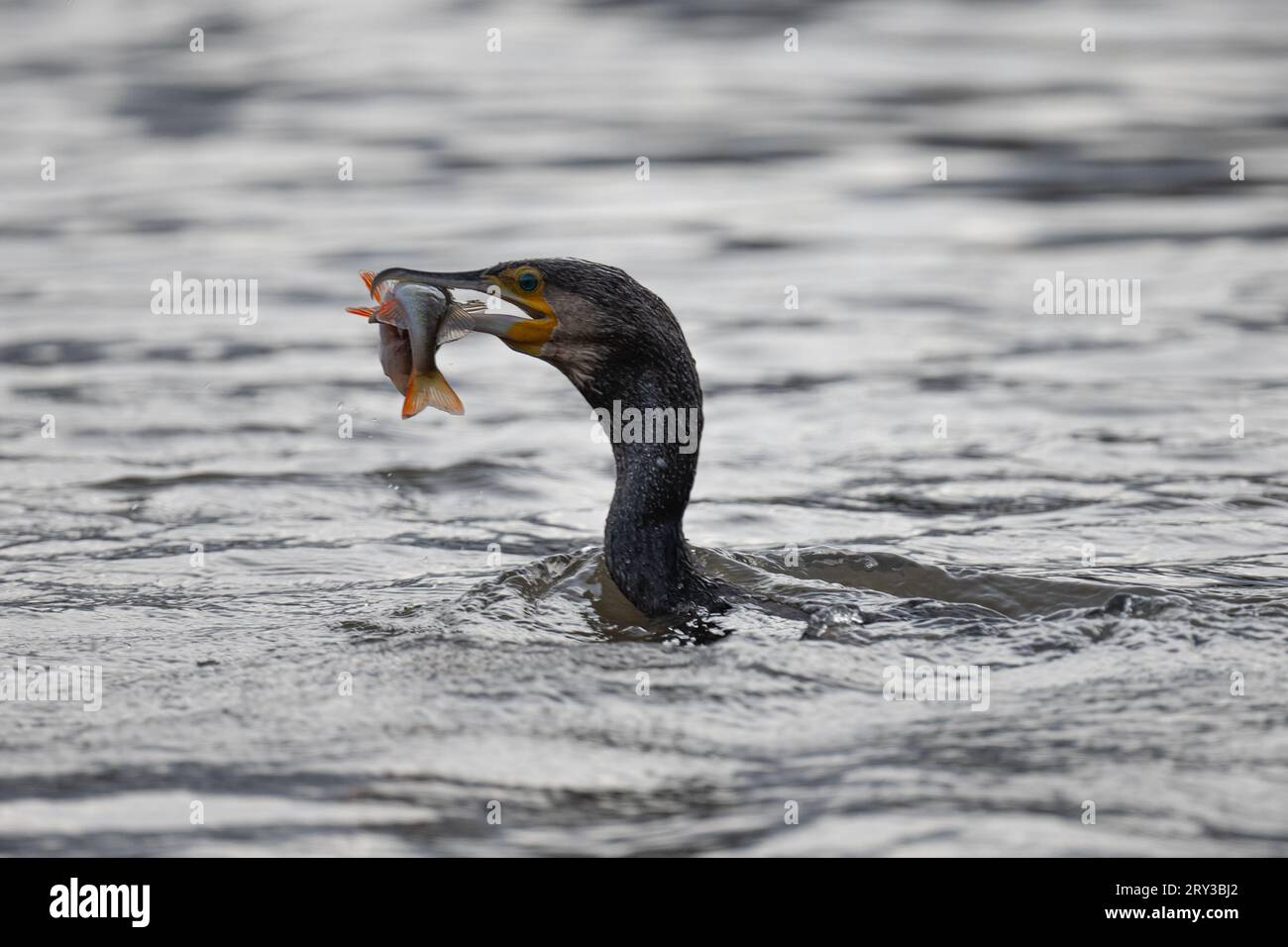 Thames cormorant hi-res stock photography and images - Alamy