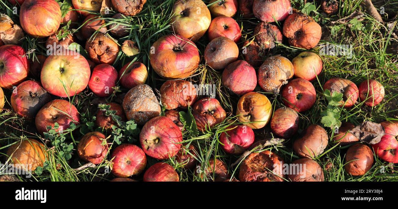Apples as fallen fruit in a meadow Stock Photo - Alamy