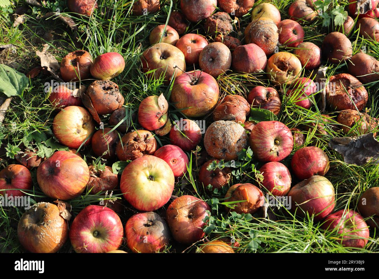 Wheelbarrow full apples hi-res stock photography and images - Alamy
