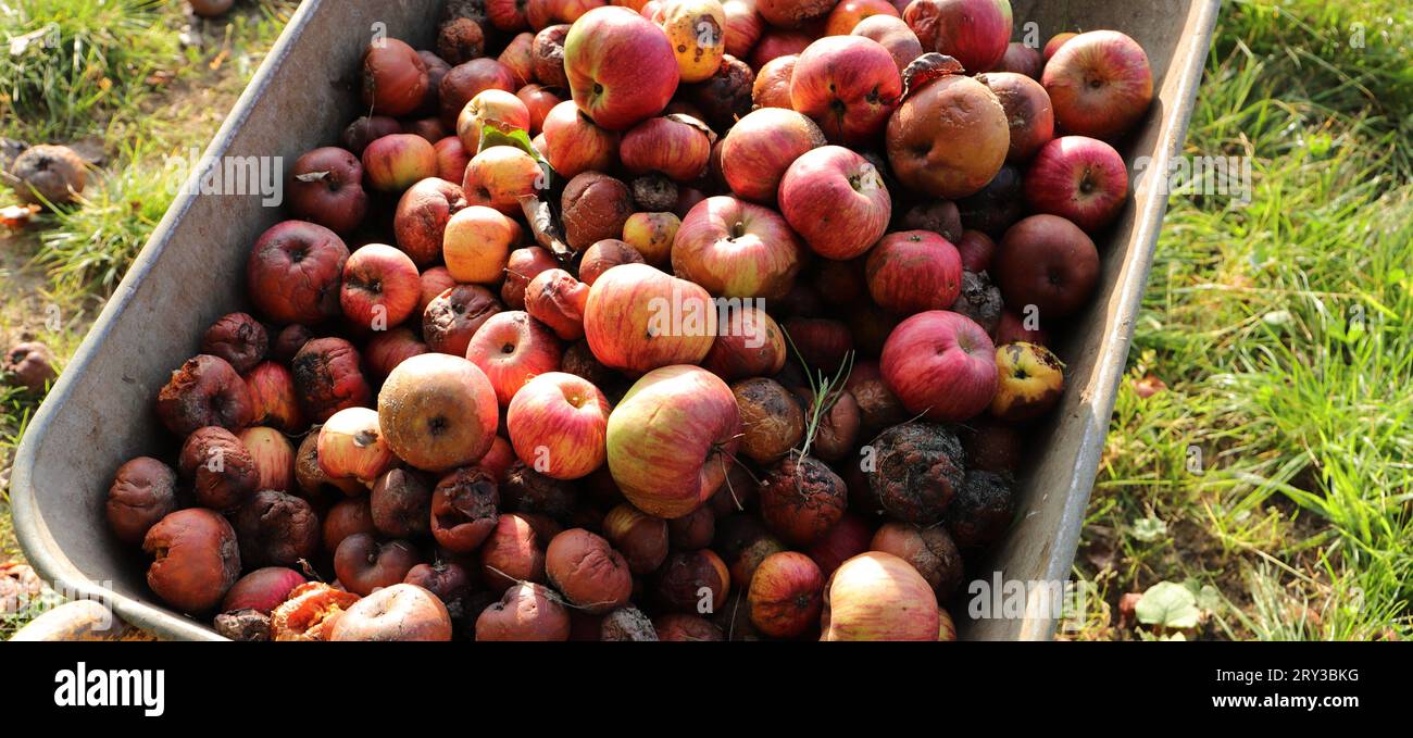 Apples as fallen fruit in a wheelbarrow Stock Photo - Alamy