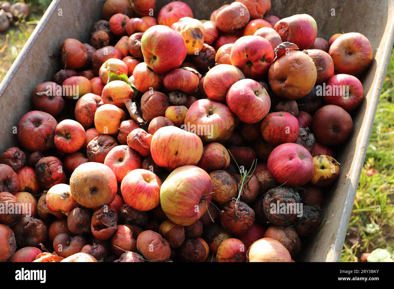 Apples as fallen fruit in a wheelbarrow Stock Photo - Alamy