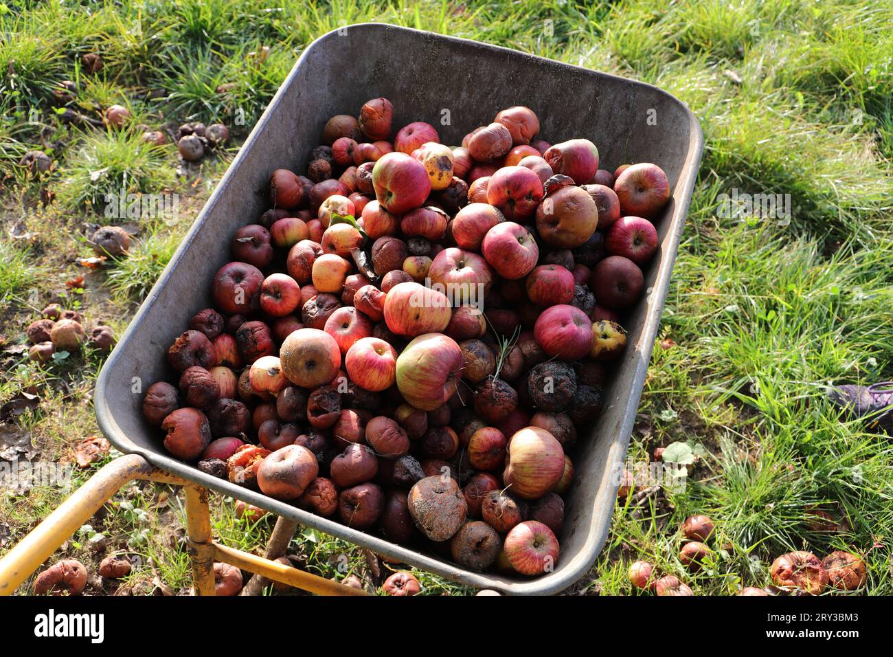 Apples as fallen fruit in a wheelbarrow Stock Photo - Alamy