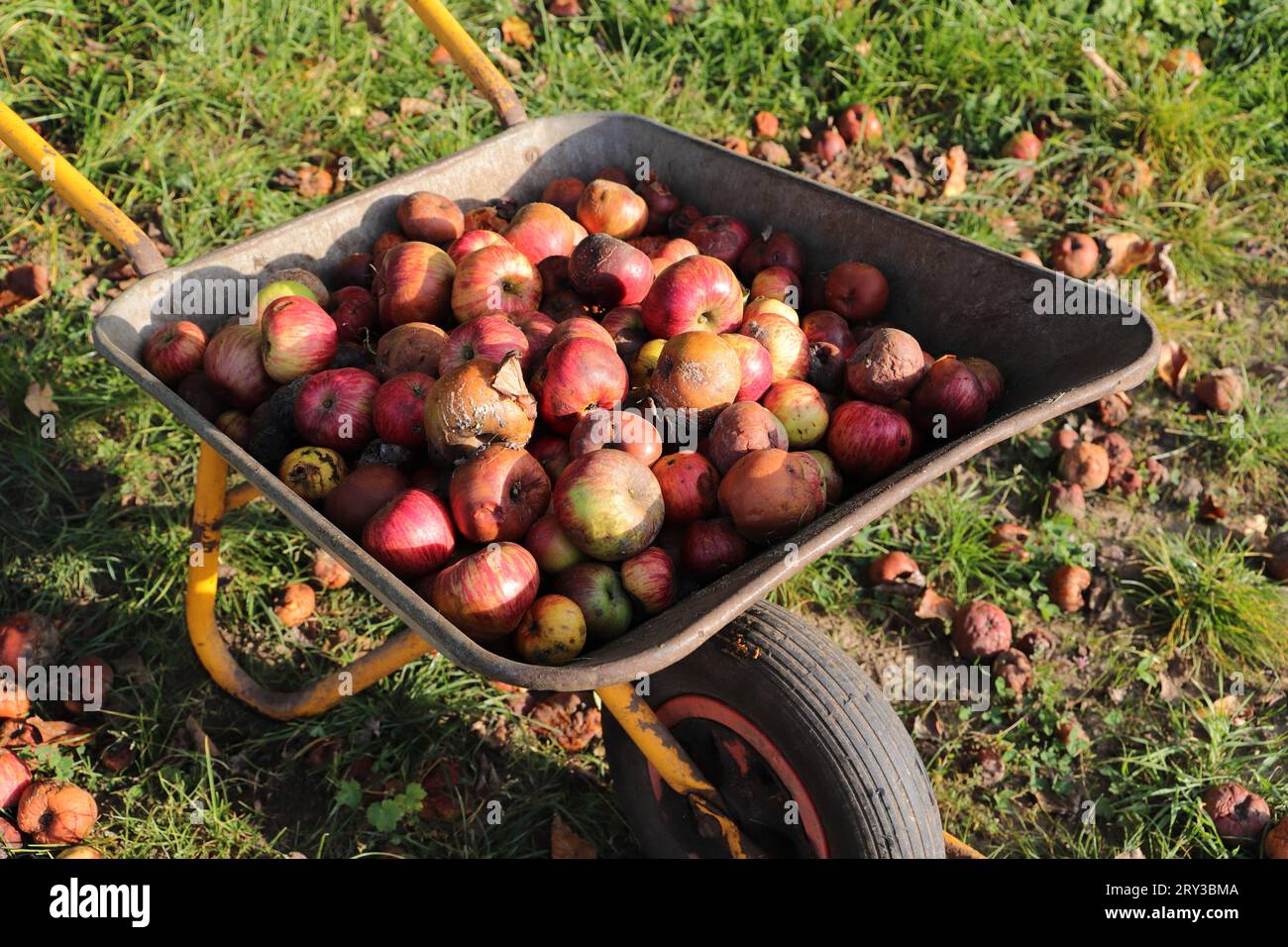 Wheelbarrow fallen fruit in hi-res stock photography and images - Alamy