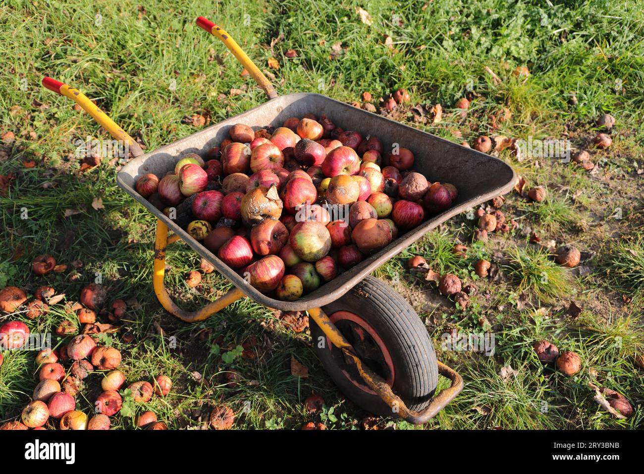 Apples as fallen fruit in a wheelbarrow Stock Photo - Alamy