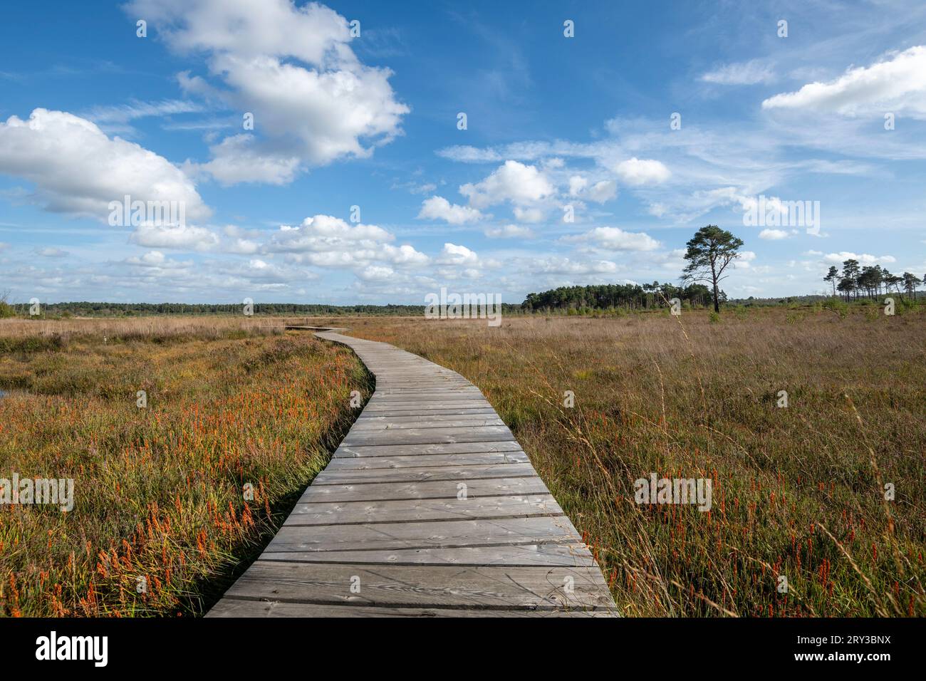 Winding boardwalk hiking trail through wetland Stock Photo - Alamy
