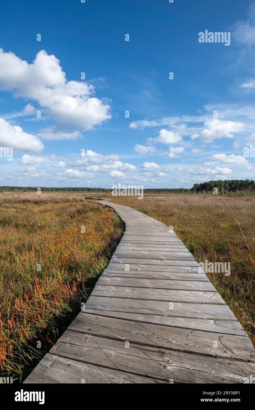 Winding boardwalk hiking trail through wetland Stock Photo - Alamy