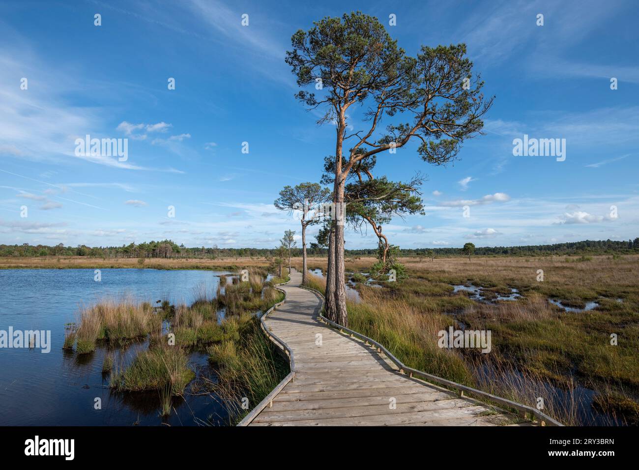 Winding boardwalk hiking trail through wetland Stock Photo - Alamy