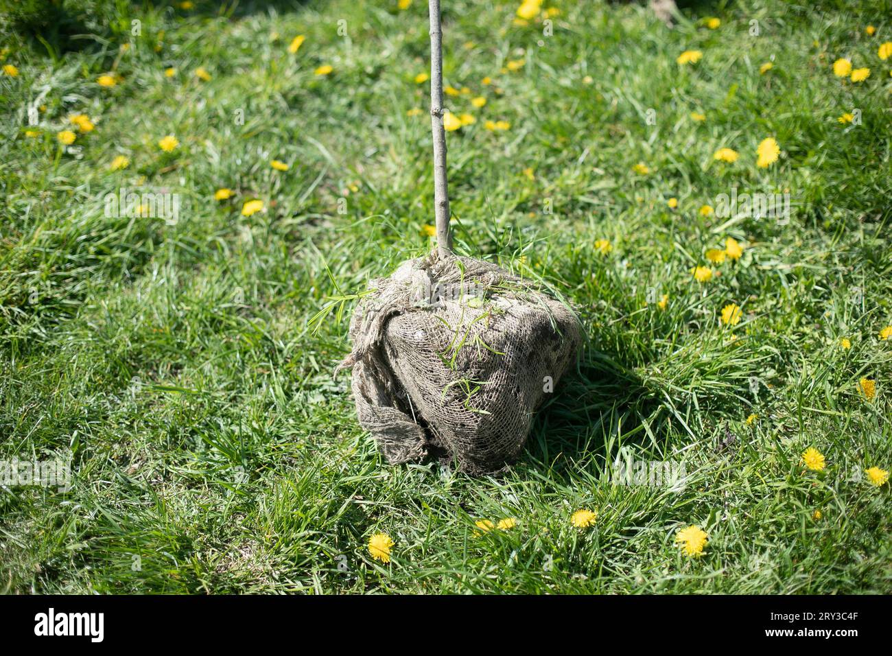 Planting plants in ground. Planting seedling. Maintenance of park ...