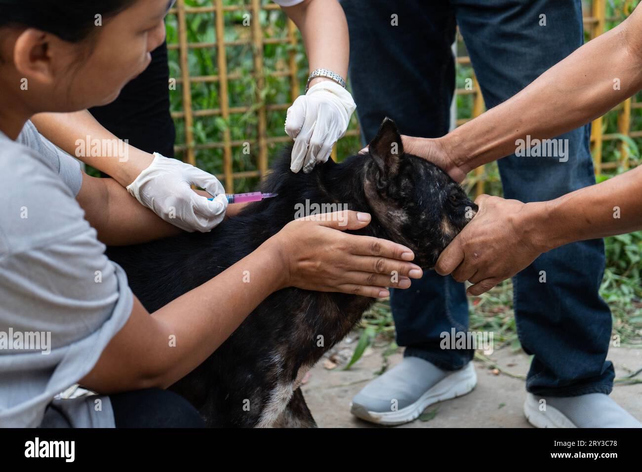 Volunteers of Pet Love Foundation administrate the Anti-Rabies Vaccine ...