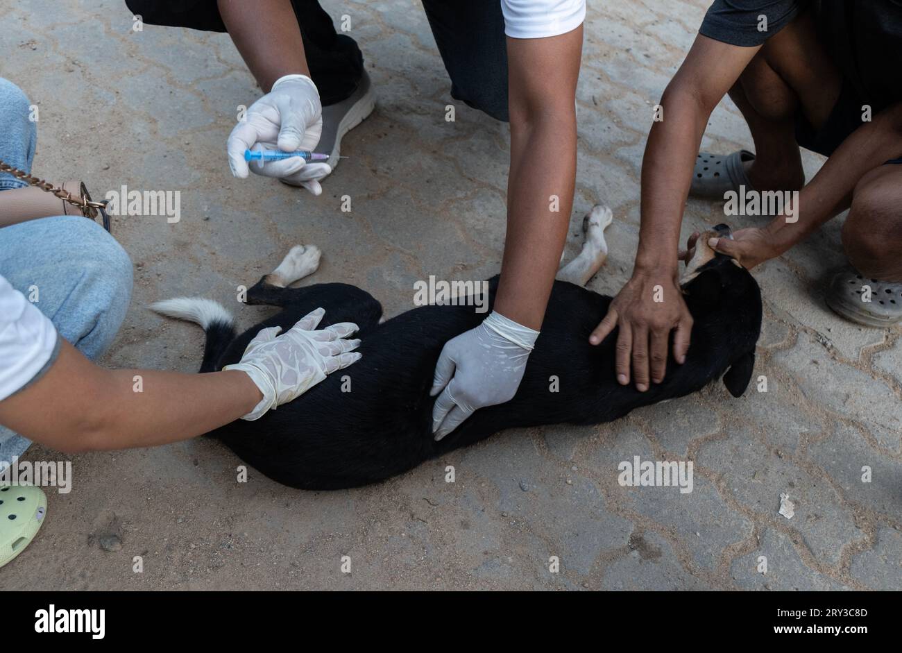 Volunteers of Pet Love Foundation administrate the Anti-Rabies Vaccine ...