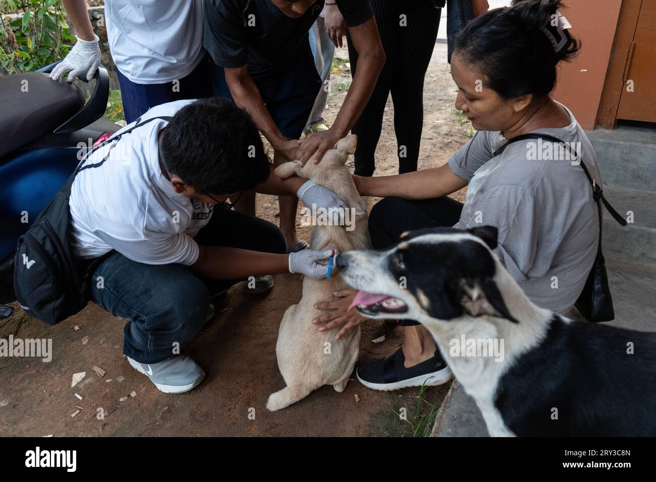 Volunteers of Pet Love Foundation administrate the Anti-Rabies Vaccine ...