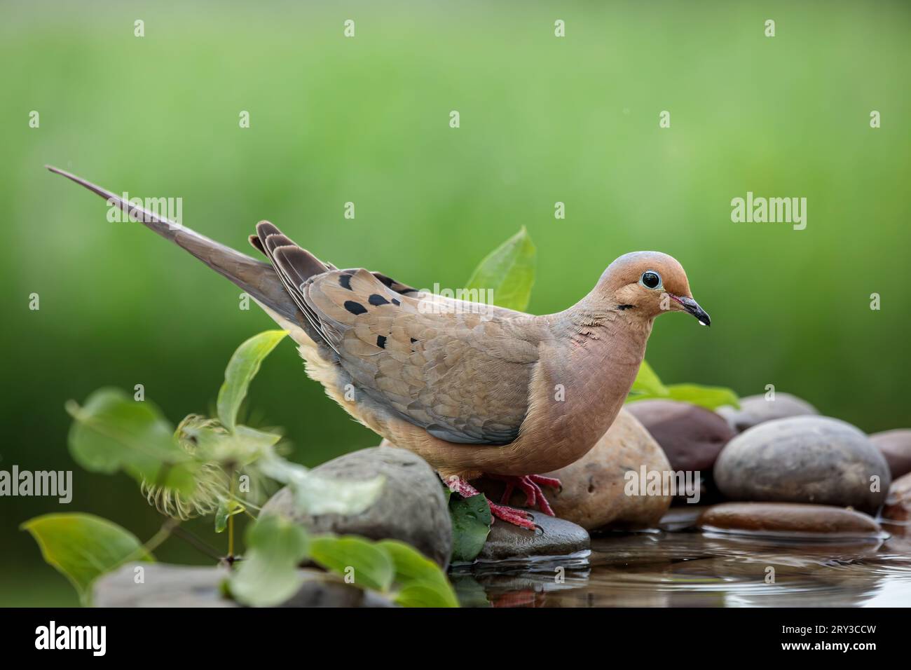 A beautiful Mourning Dove drinking from a pool of water surrounded by ...