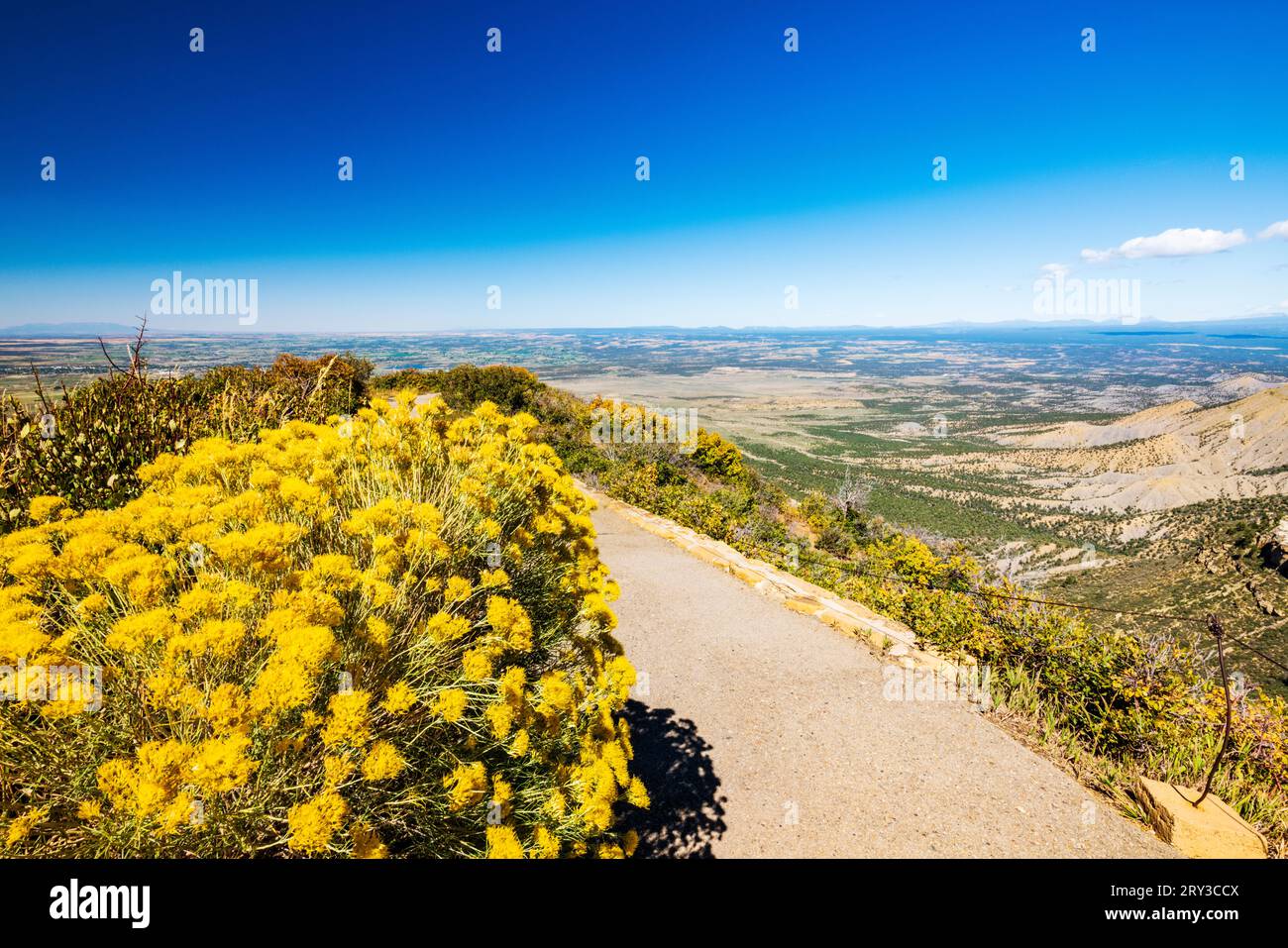 Hisrabbit brush hi-res stock photography and images - Alamy