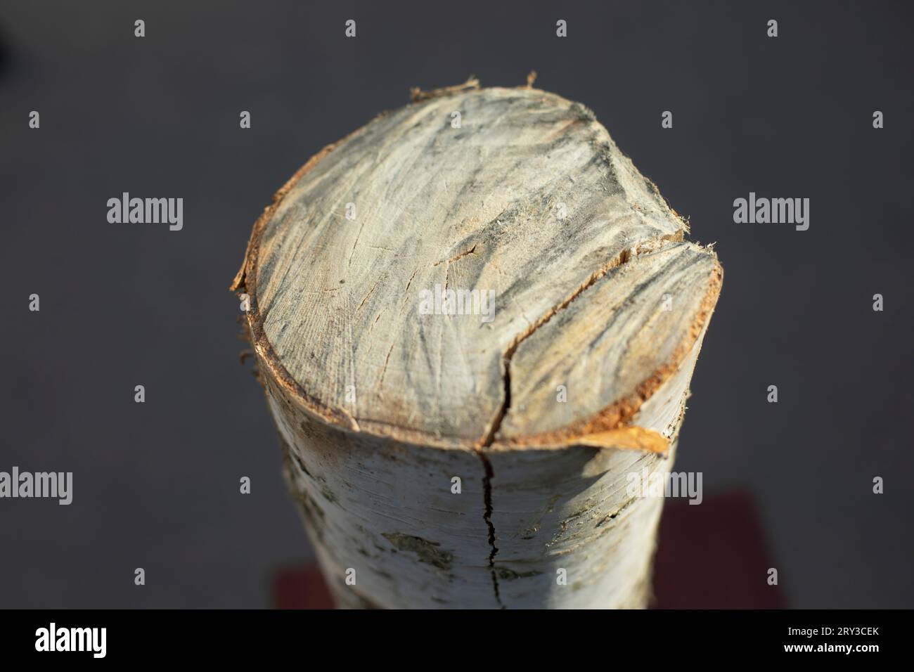 Birch firewood. Stump made of wood. Felled tree. I sawed on birch tree ...