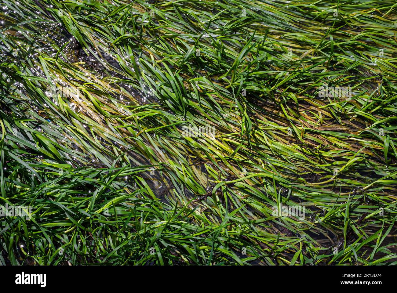 Green moss above water, moss in lake, green moss background Stock Photo ...
