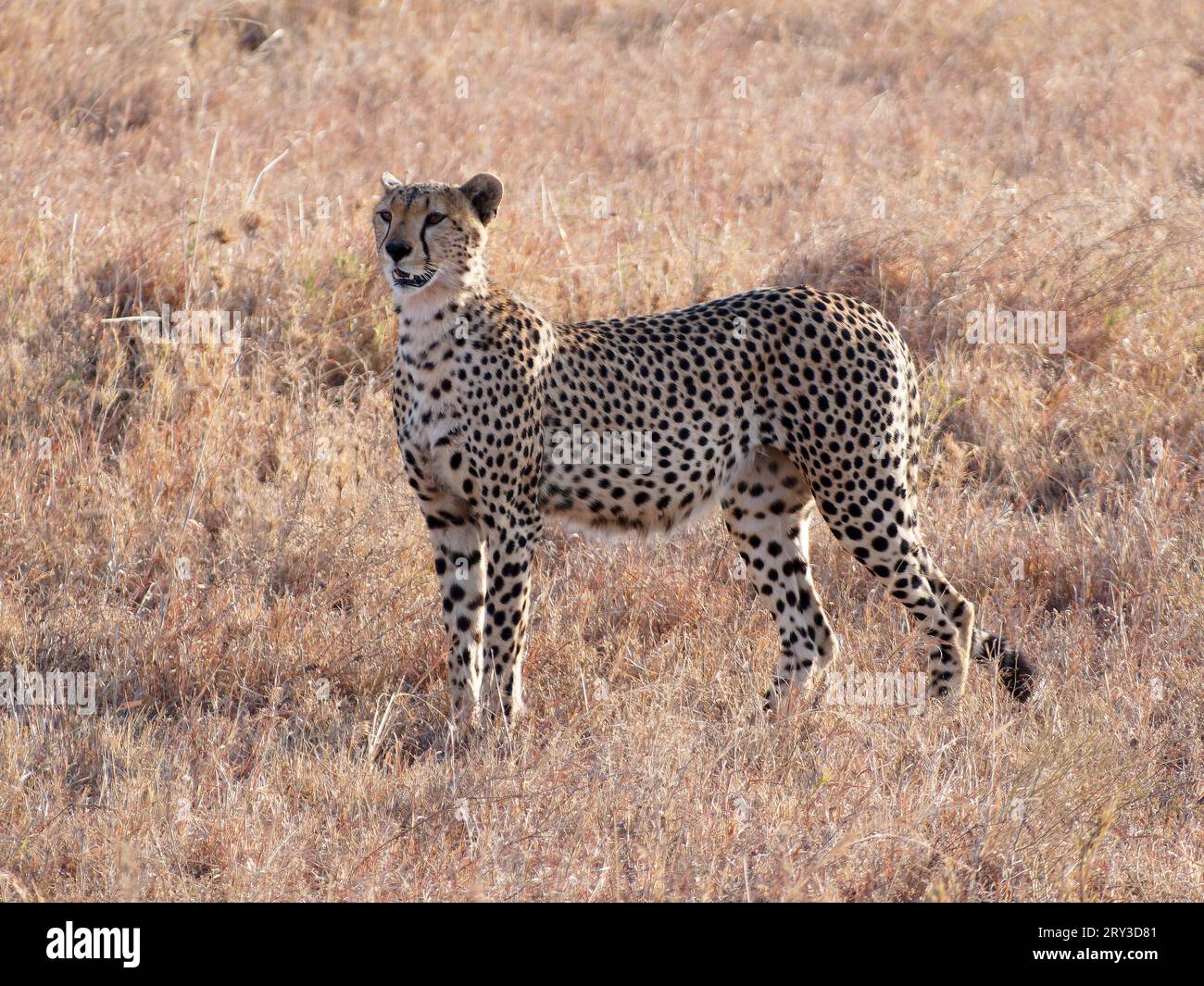 View of an alert cheetah standing Stock Photo - Alamy