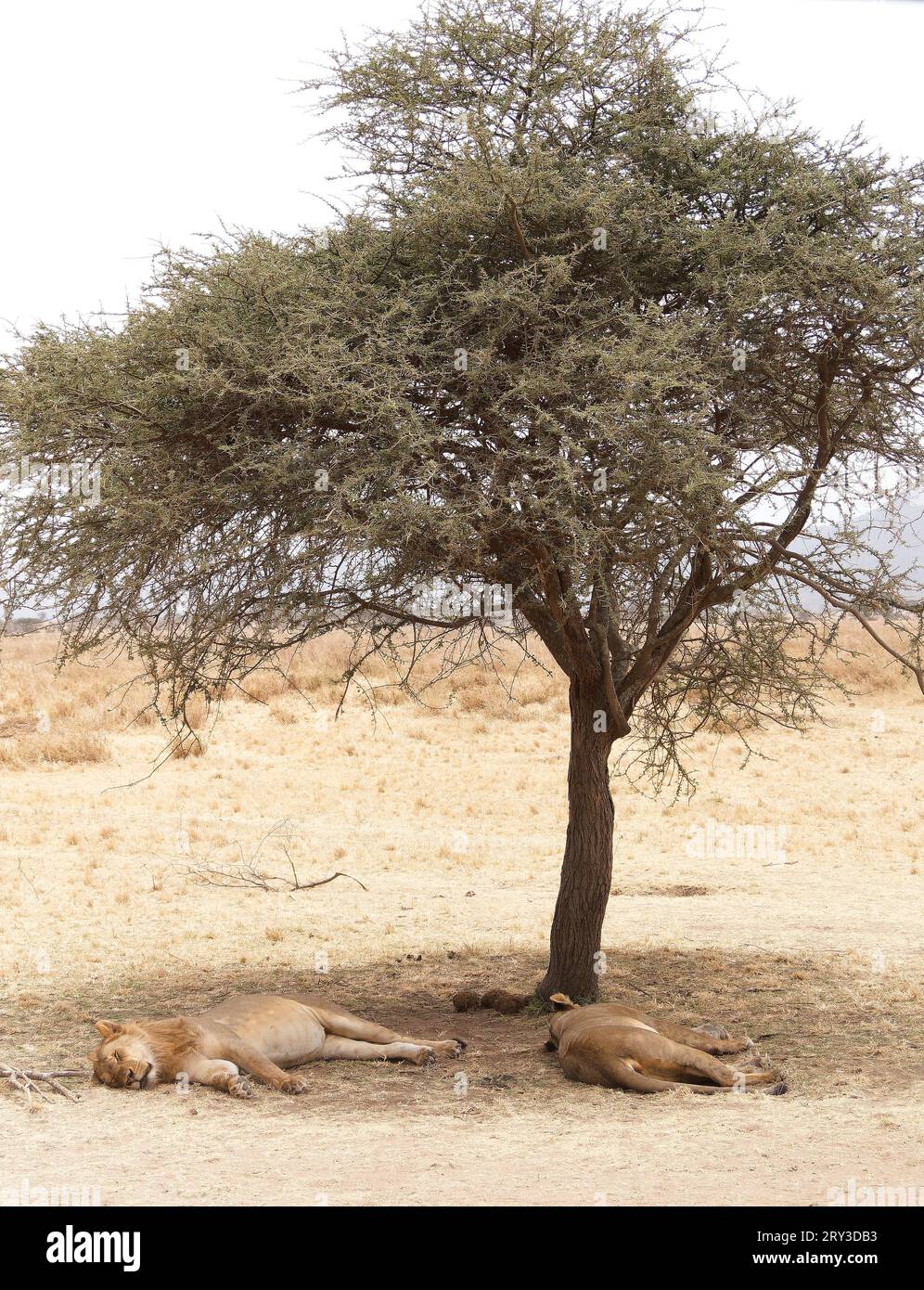 View of two lions sleeping in the shade under a tree Stock Photo - Alamy
