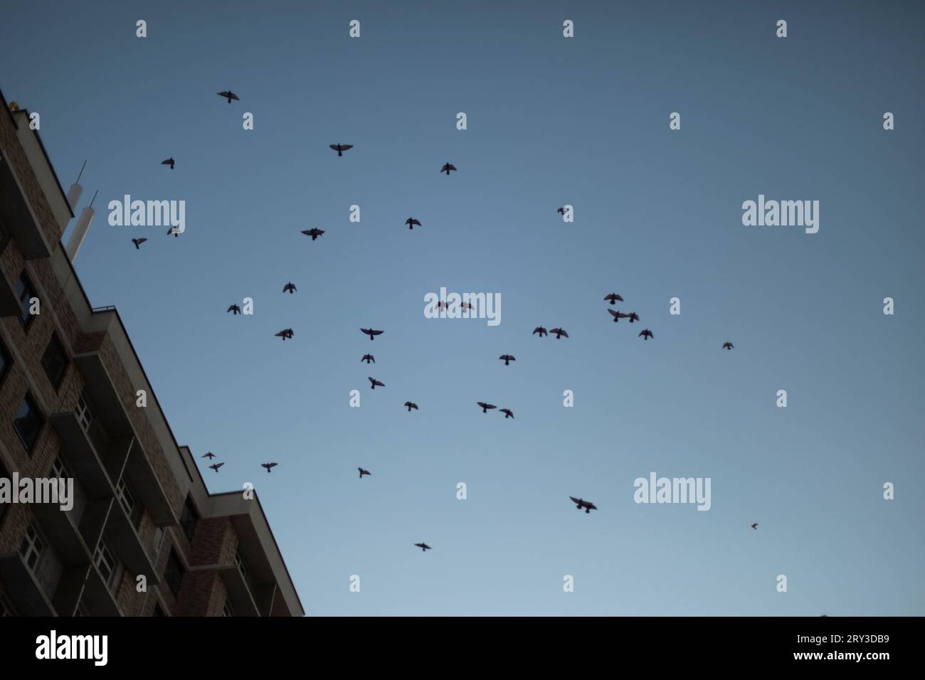 Crows over building. Flock of crows in city. Silhouettes of bird ...