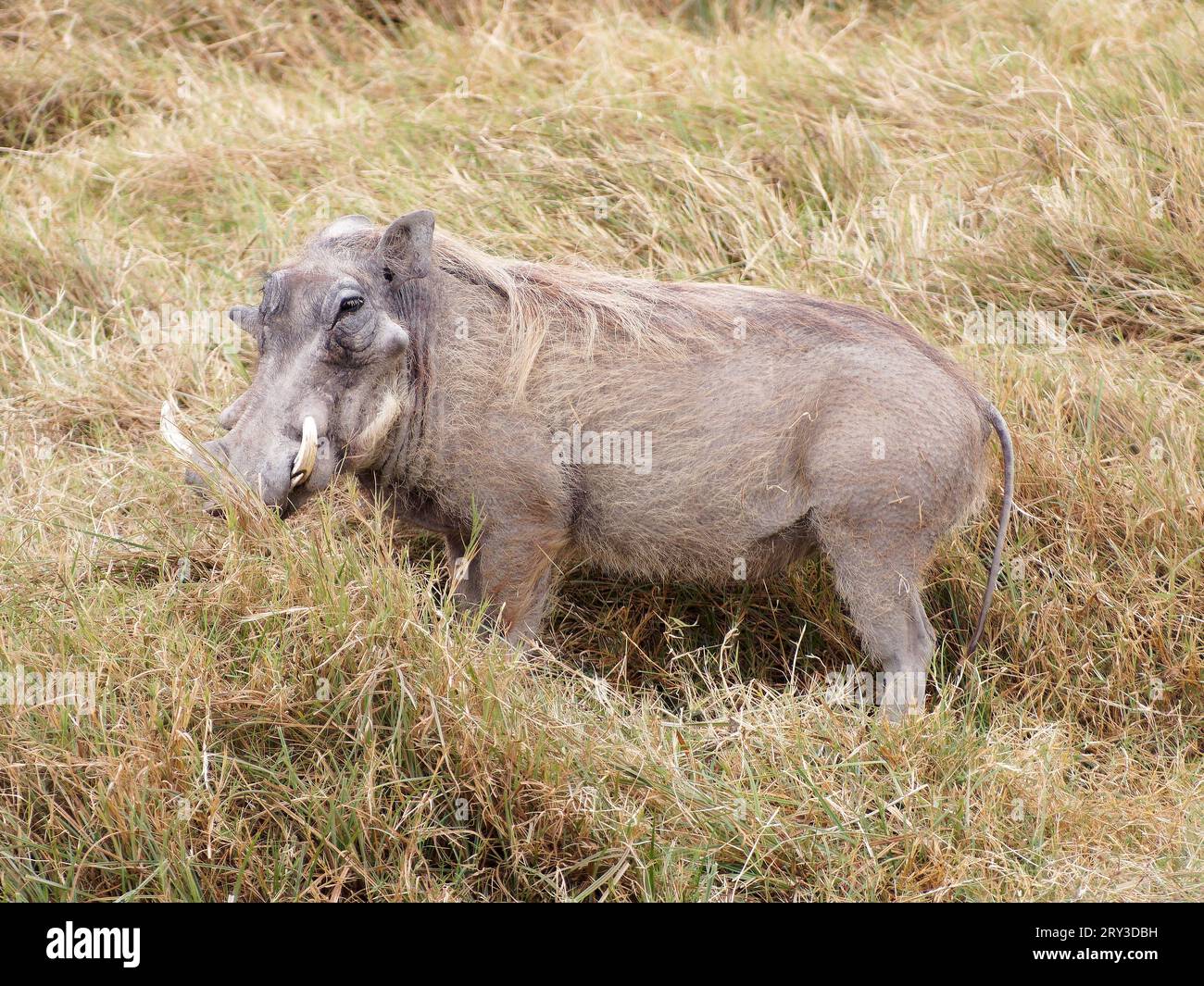 Warthog phacochoerus africanus single hi-res stock photography and ...