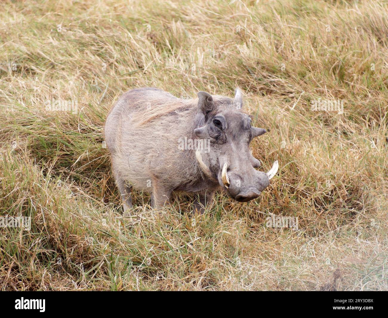 View of a warthog Stock Photo - Alamy