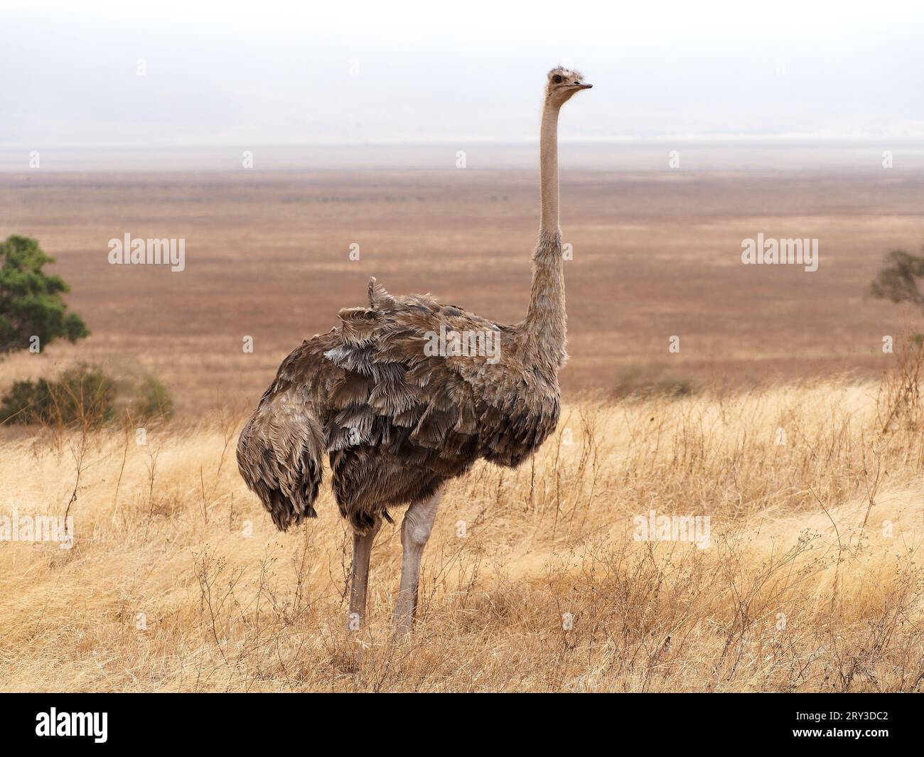 African ostrich images hi-res stock photography and images - Alamy