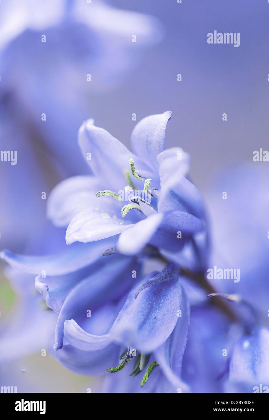 A macro portrait of a blue wild hyacinth, also known as a common ...
