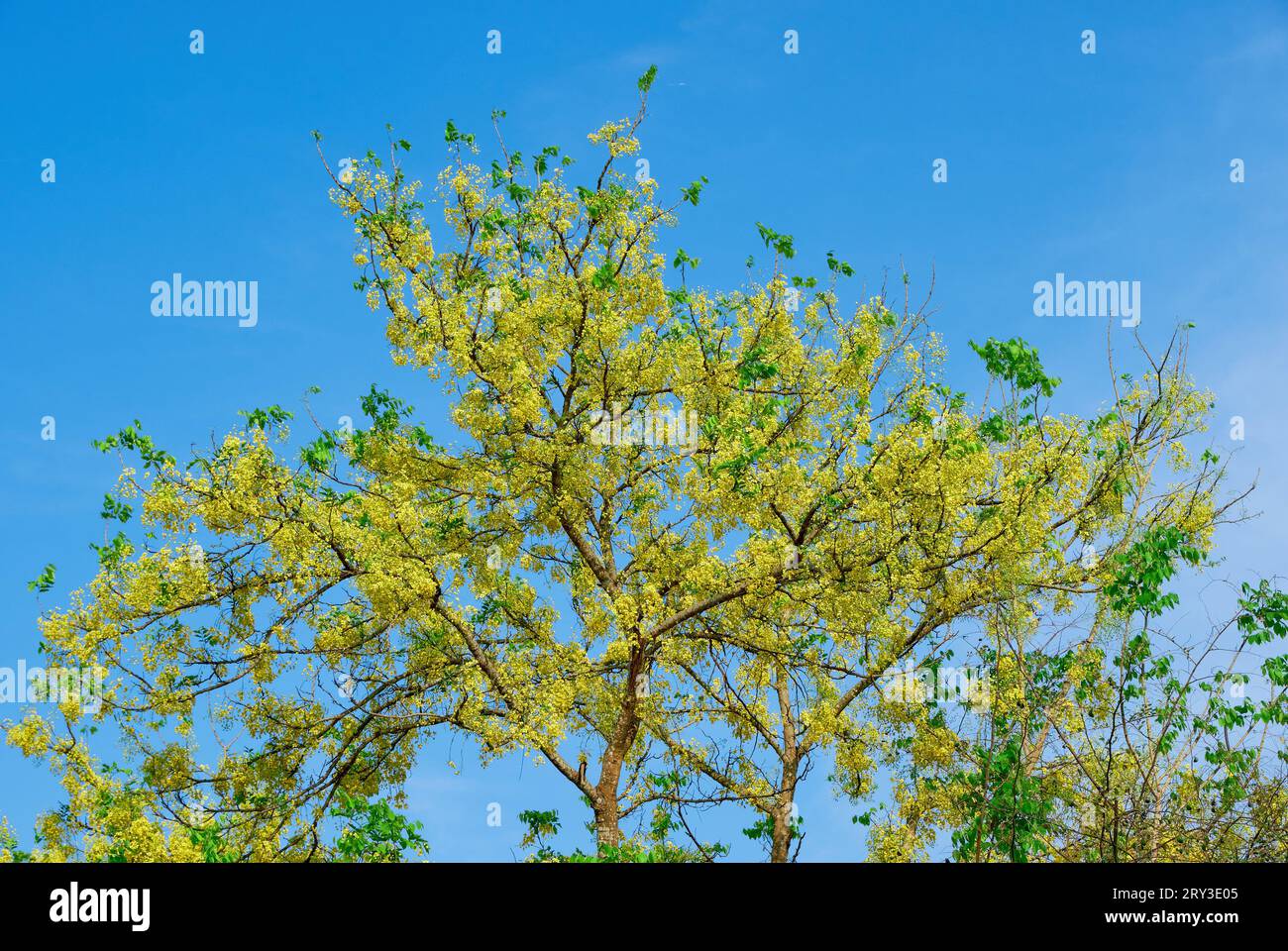 Cassia tree hi-res stock photography and images - Alamy