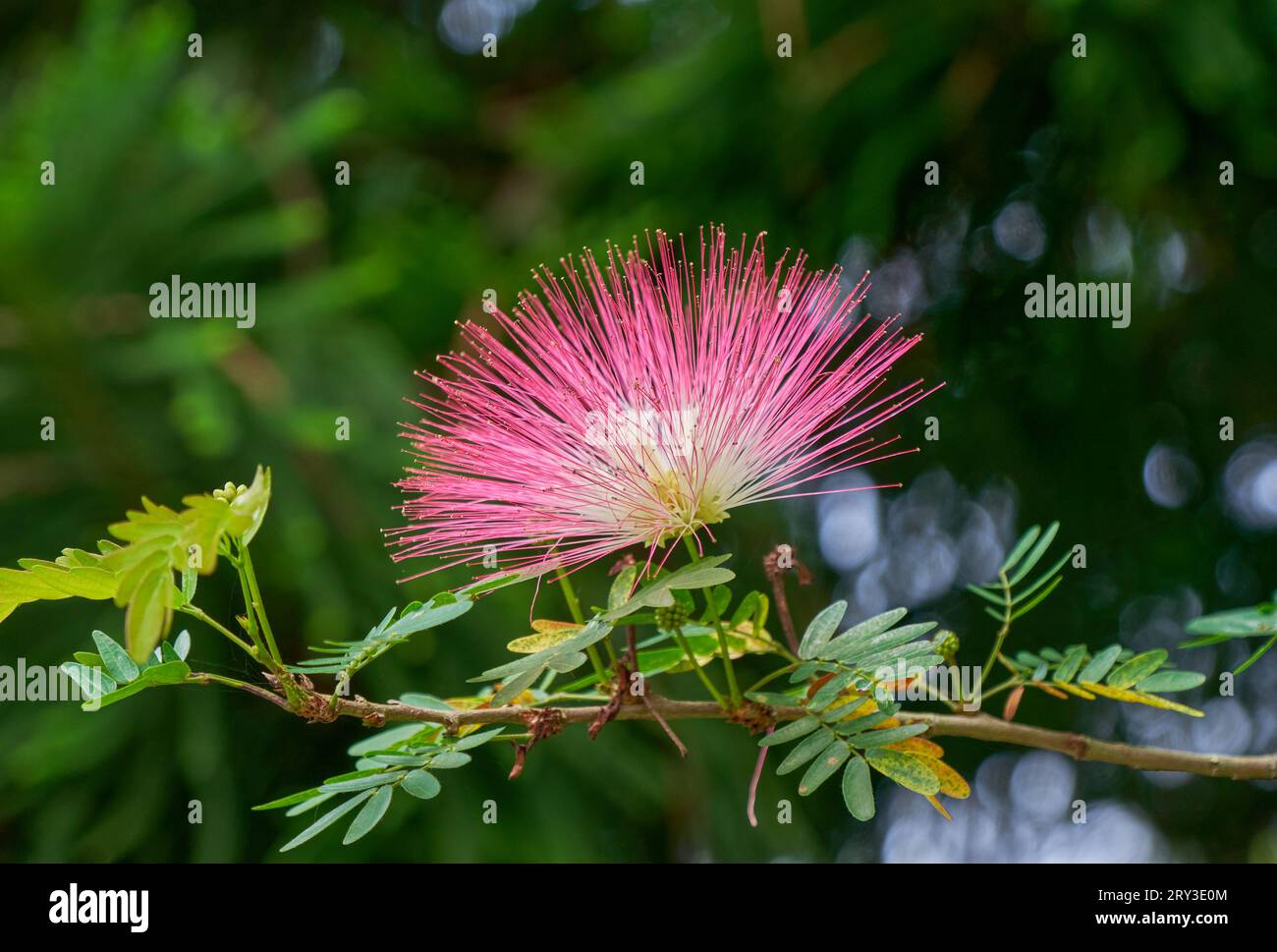 Mimosa flower hi-res stock photography and images - Alamy