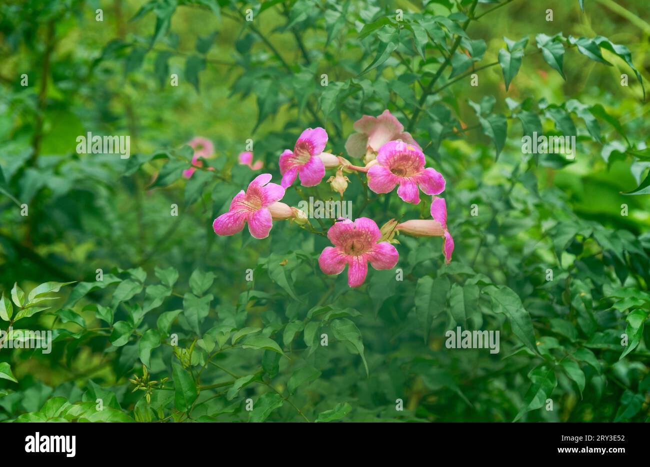 Pink trumpet hi-res stock photography and images - Alamy