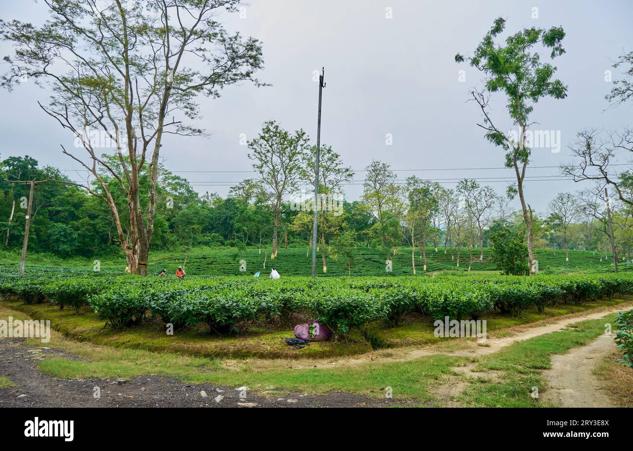 Tea plantation assam hi-res stock photography and images - Alamy