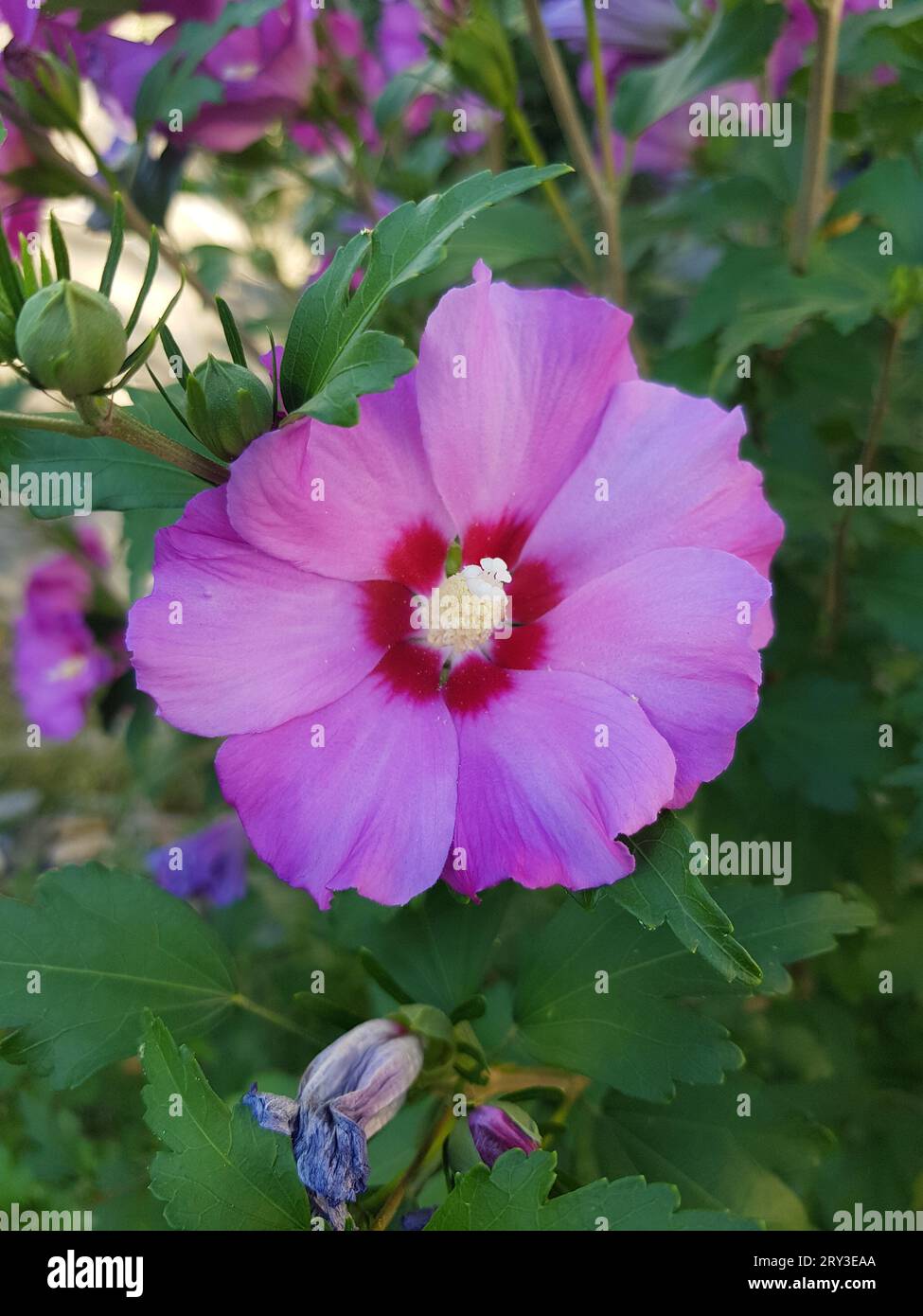 Hibiscus print not illustration hi-res stock photography and images - Alamy